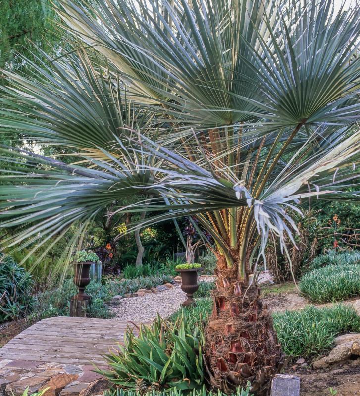 Mexican blue fan palm | UC Davis Arboretum and Public Garden