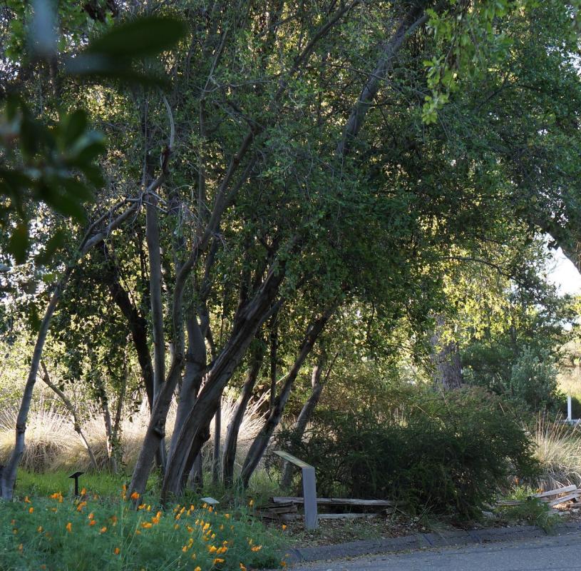 island mountain mahogany | UC Davis Arboretum and Public Garden