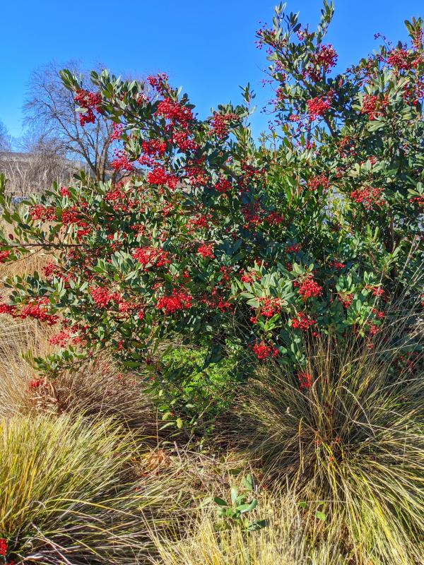toyon | UC Davis Arboretum and Public Garden