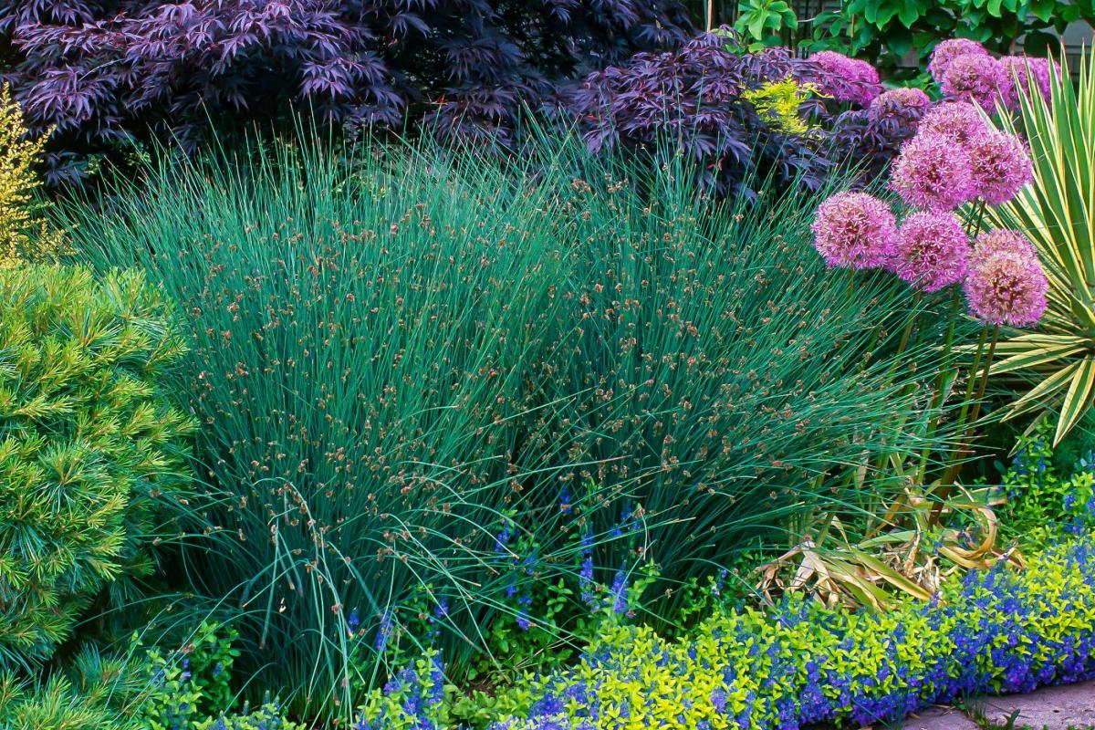 California gray rush | UC Davis Arboretum and Public Garden