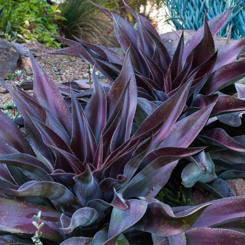 mangave hybrid | UC Davis Arboretum and Public Garden