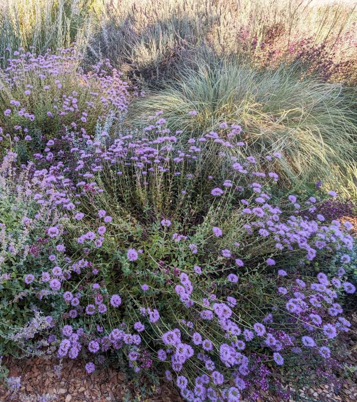 coyote mint | UC Davis Arboretum and Public Garden