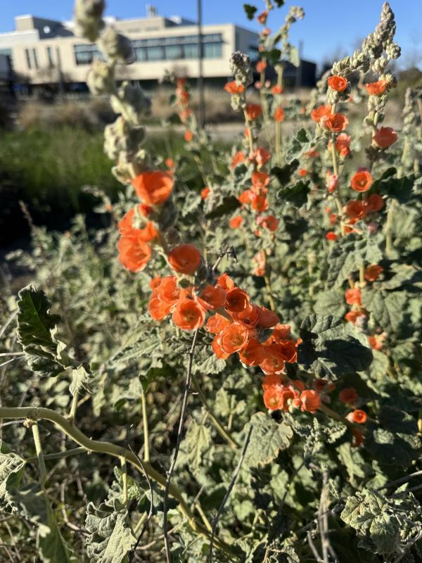 desert globemallow | UC Davis Arboretum and Public Garden