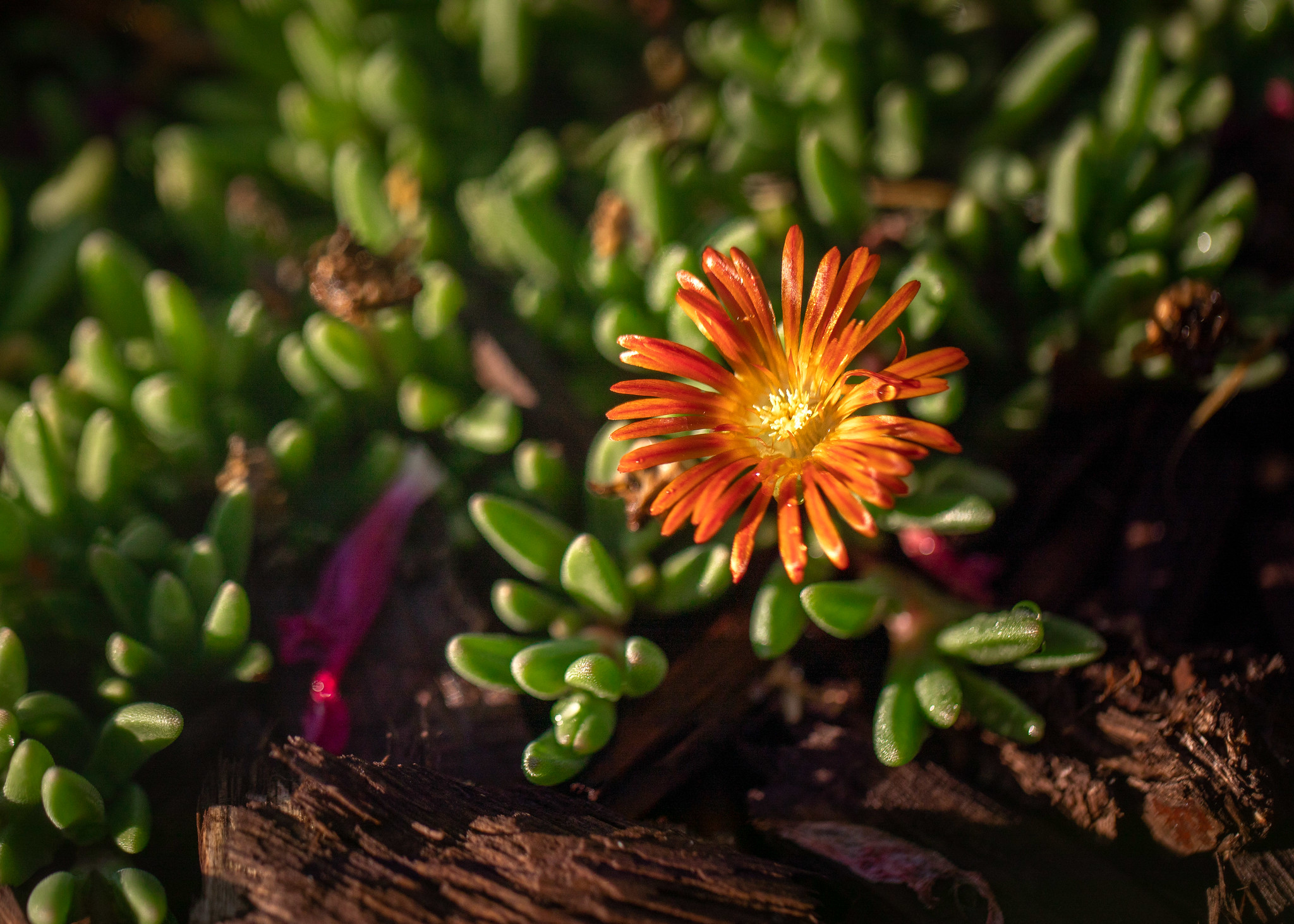 Cooper's ice plant | UC Davis Arboretum and Public Garden
