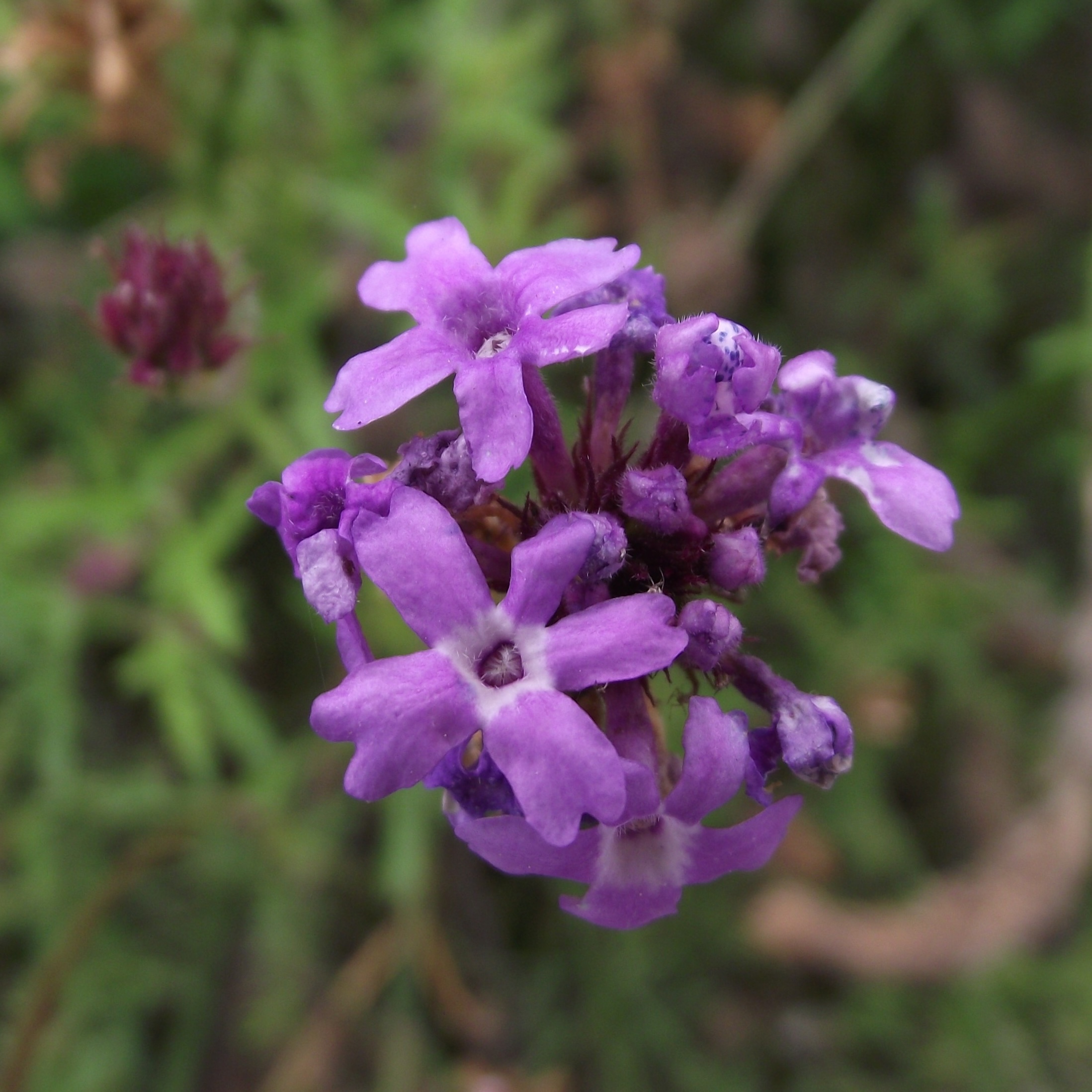 Future Favorites - Climate-Ready Plants | UC Davis Arboretum and Public ...