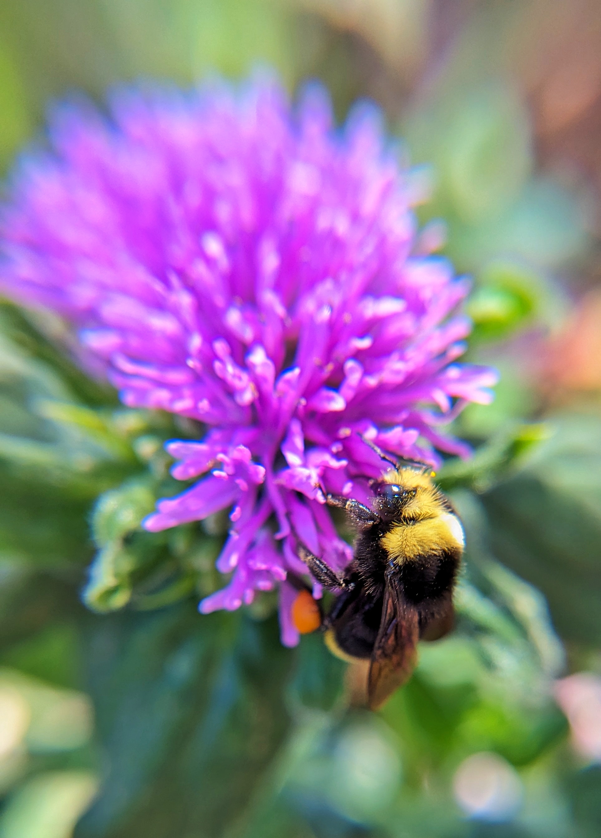 coyote mint | UC Davis Arboretum and Public Garden