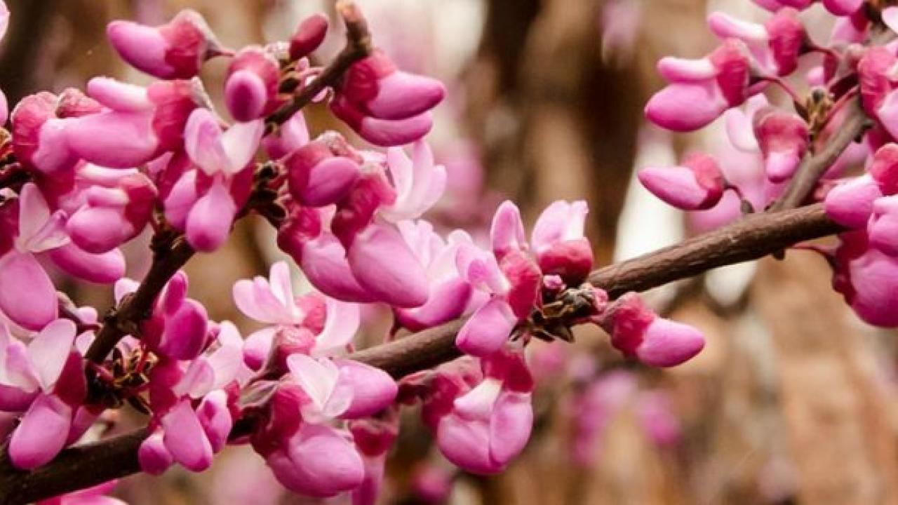 UC Davis Arboretum and Public Garden - Warren G. Roberts Redbud Collection