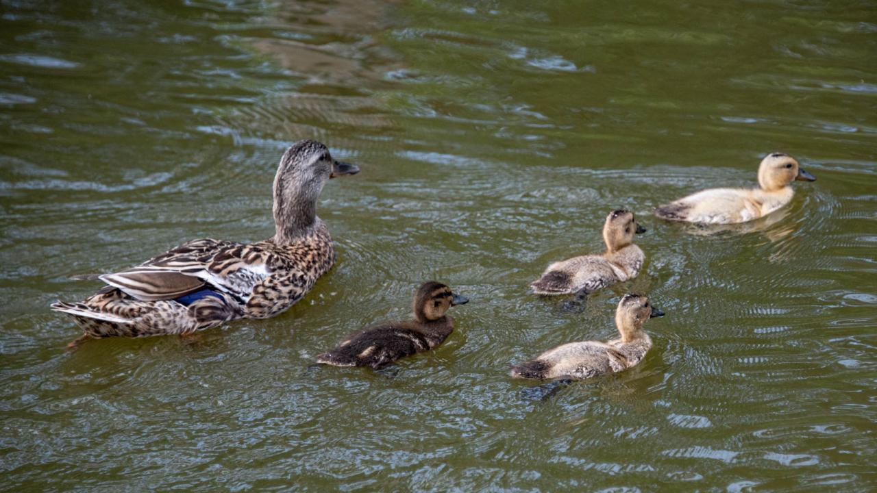 Save the Ducks! Don’t feed them | UC Davis Arboretum and Public Garden