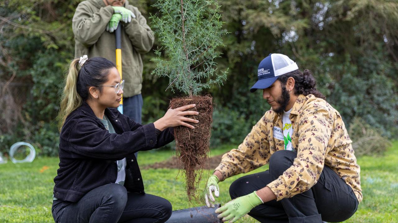 The Power of One Tree Planting | UC Davis Arboretum and Public Garden