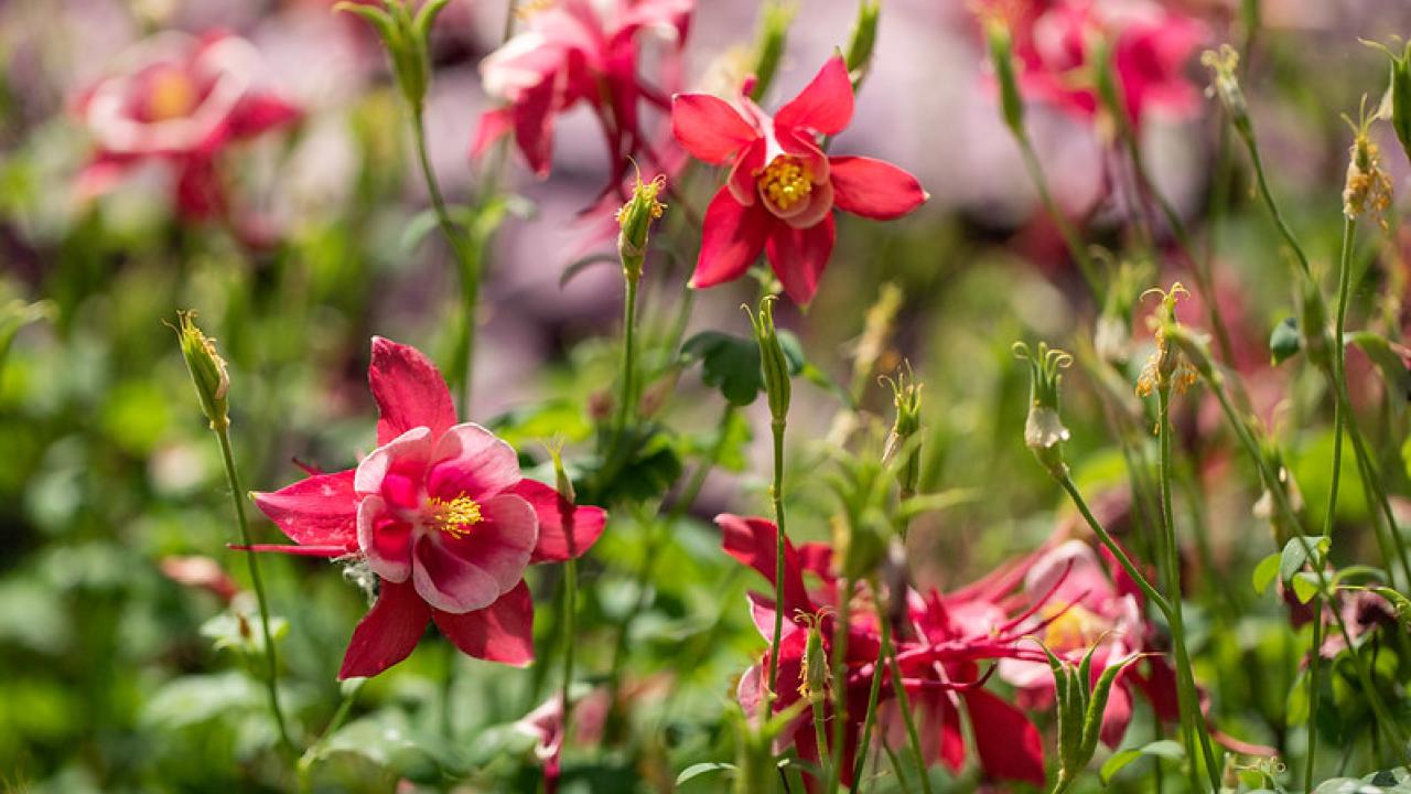 UC Davis Arboretum and Public Garden
