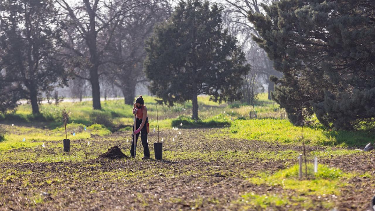 Urban Tree Stewardship | UC Davis Arboretum and Public Garden